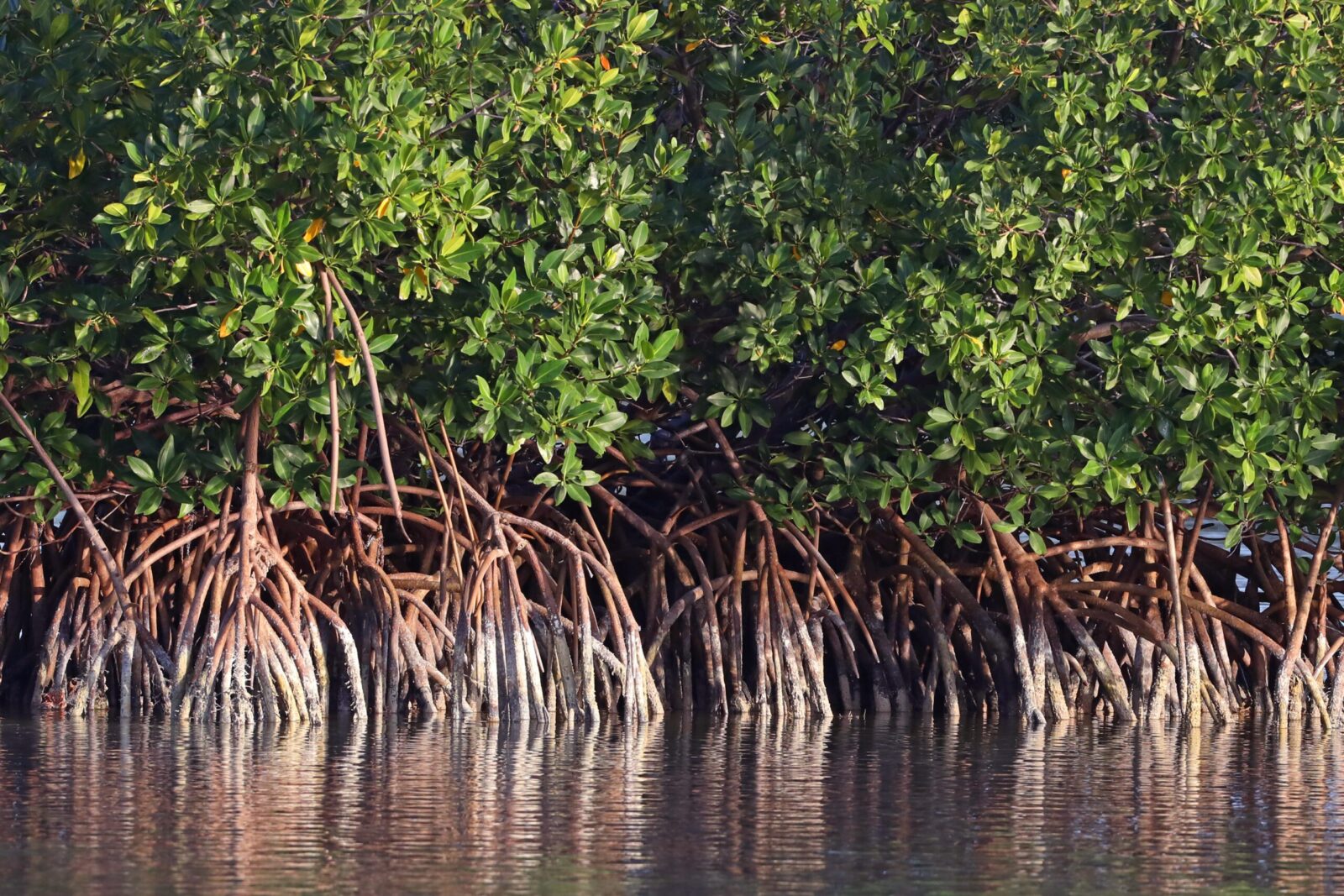 Shopping Cart - Tim Rahn Photography